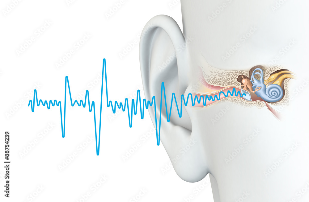 Human ear anatomy with soundwave, medically accurate 3D illustration ...