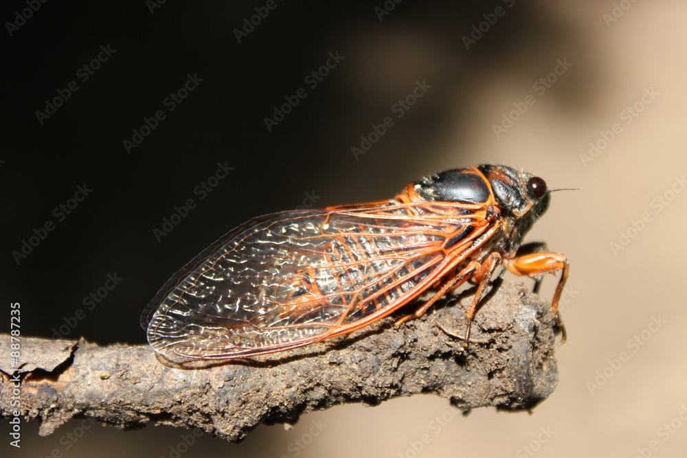 Cicada Bug Stock Photo | Adobe Stock