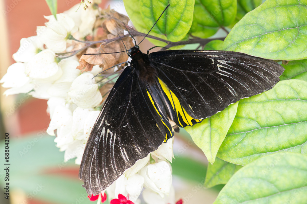 Trogonoptera brookiana species - Rajah Brooke's Birdwing, one of the ...