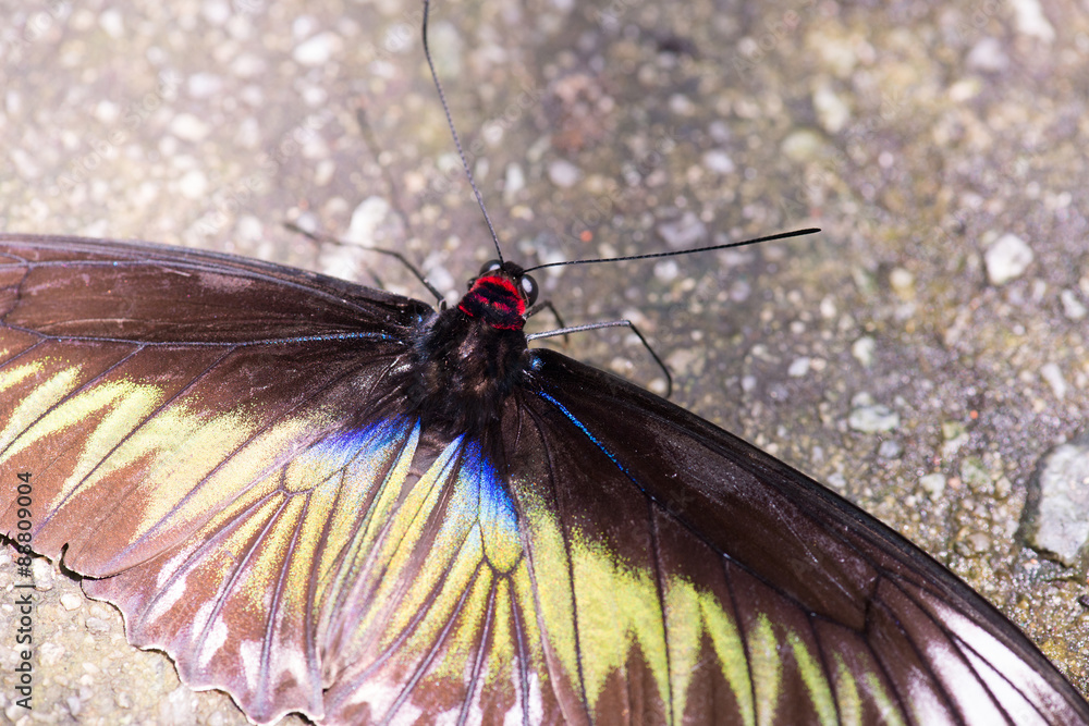 Trogonoptera brookiana species - Rajah Brooke's Birdwing, one of the ...