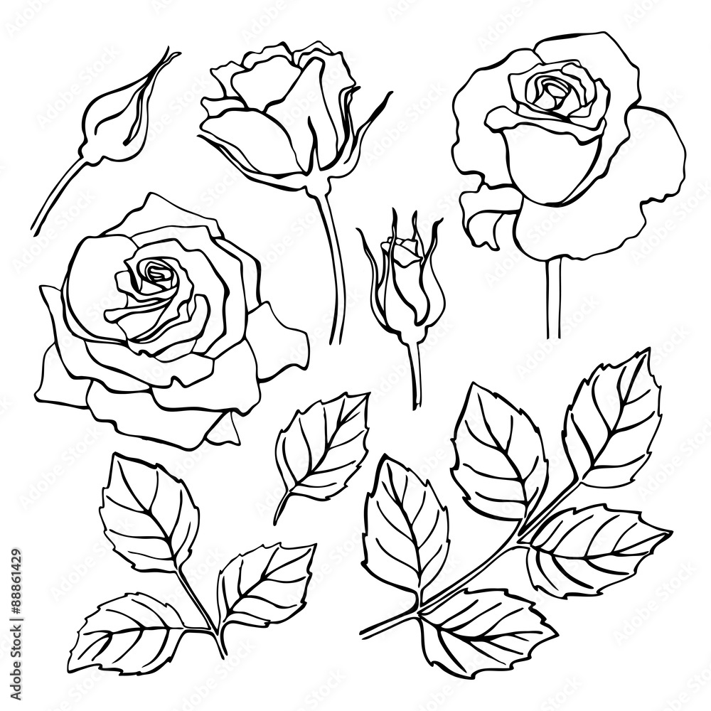 Vector set of hand-draw line rose collection. Stock Vector | Adobe Stock