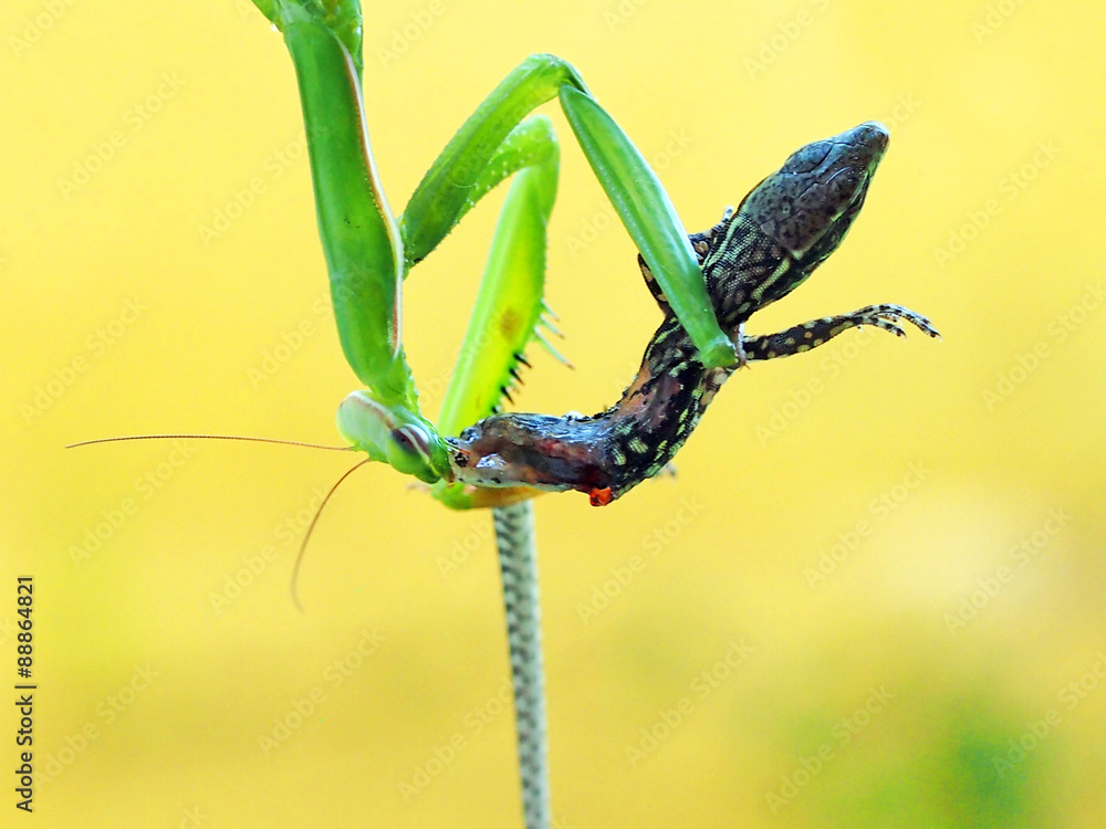 Mantis religiosa, the common praying mantis, eating a young wall lizard ...
