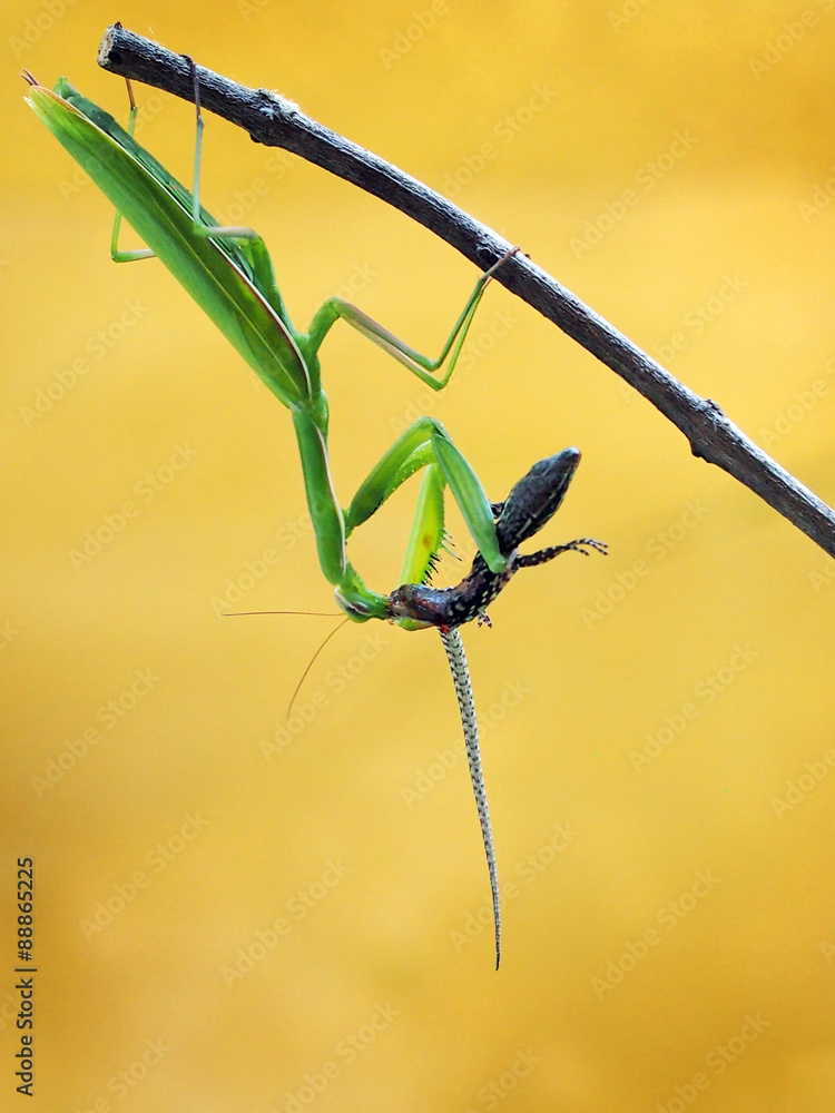 Mantis religiosa, the common praying mantis, eating a young wall lizard ...