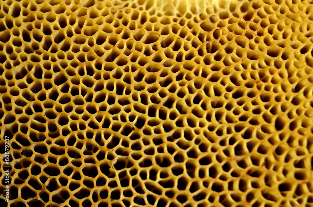 mushroom texture Stock Photo | Adobe Stock