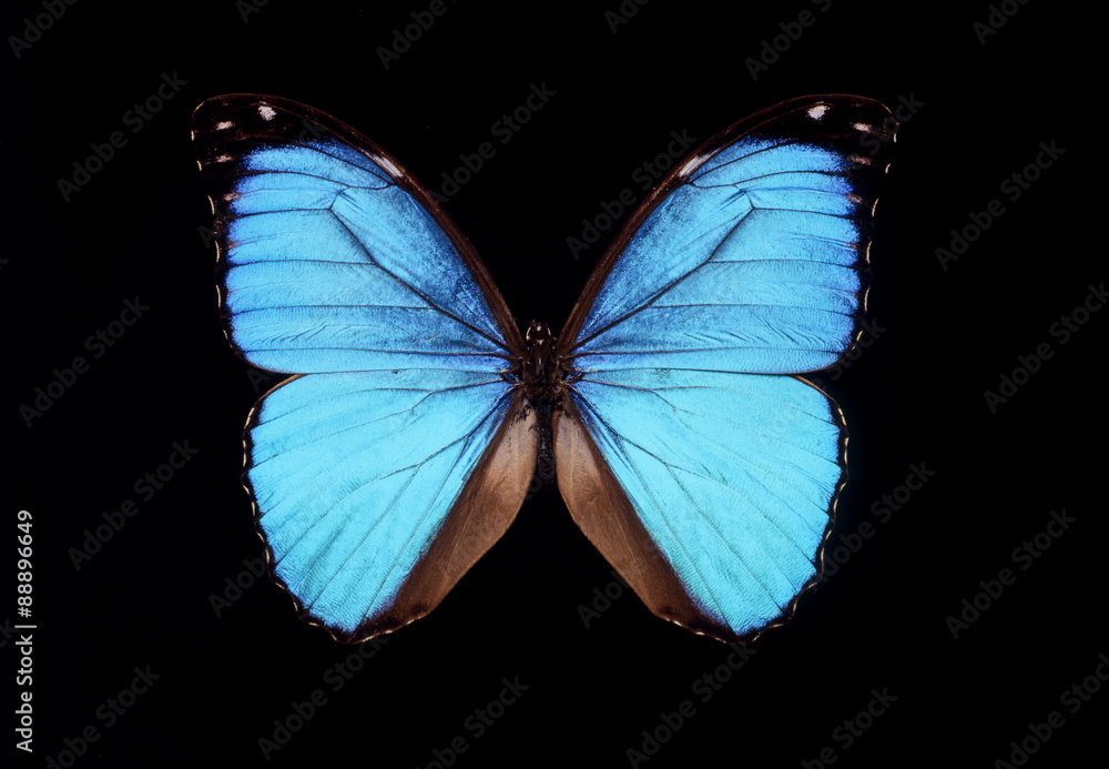 Blue butterfly Stock Photo | Adobe Stock