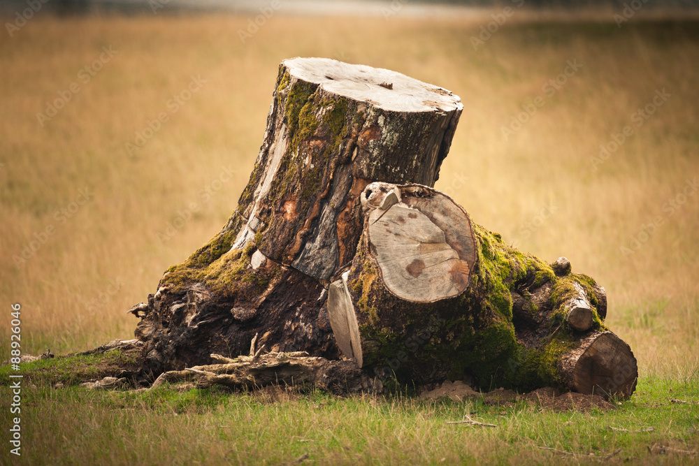 souche arbre Stock Photo | Adobe Stock
