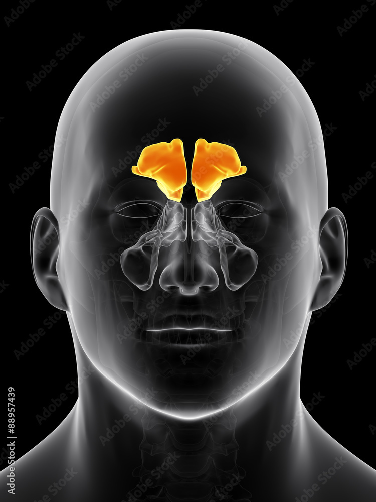 medically accurate illustration of the frontal sinus Stock Illustration ...