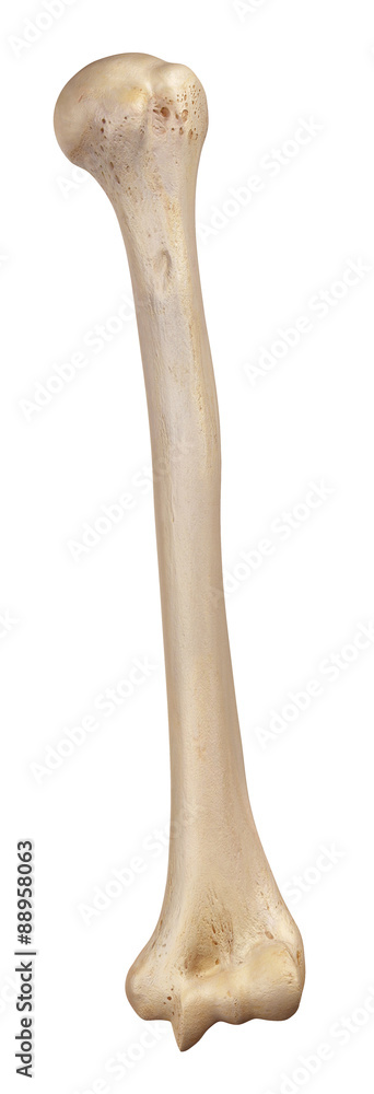 Unlabeled Humerus