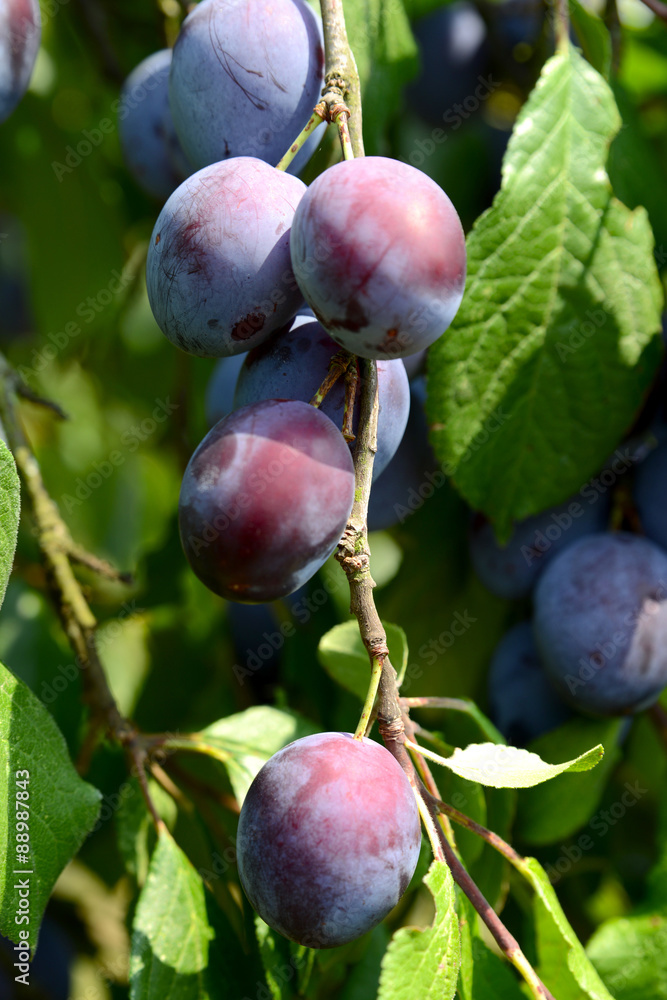 Zwetschgenbaum Stock-Foto | Adobe Stock