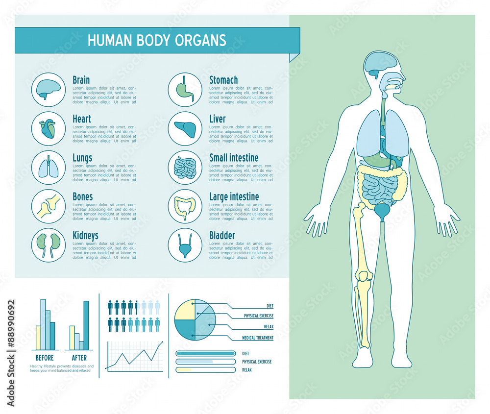 Human body infographics Stock Vector | Adobe Stock