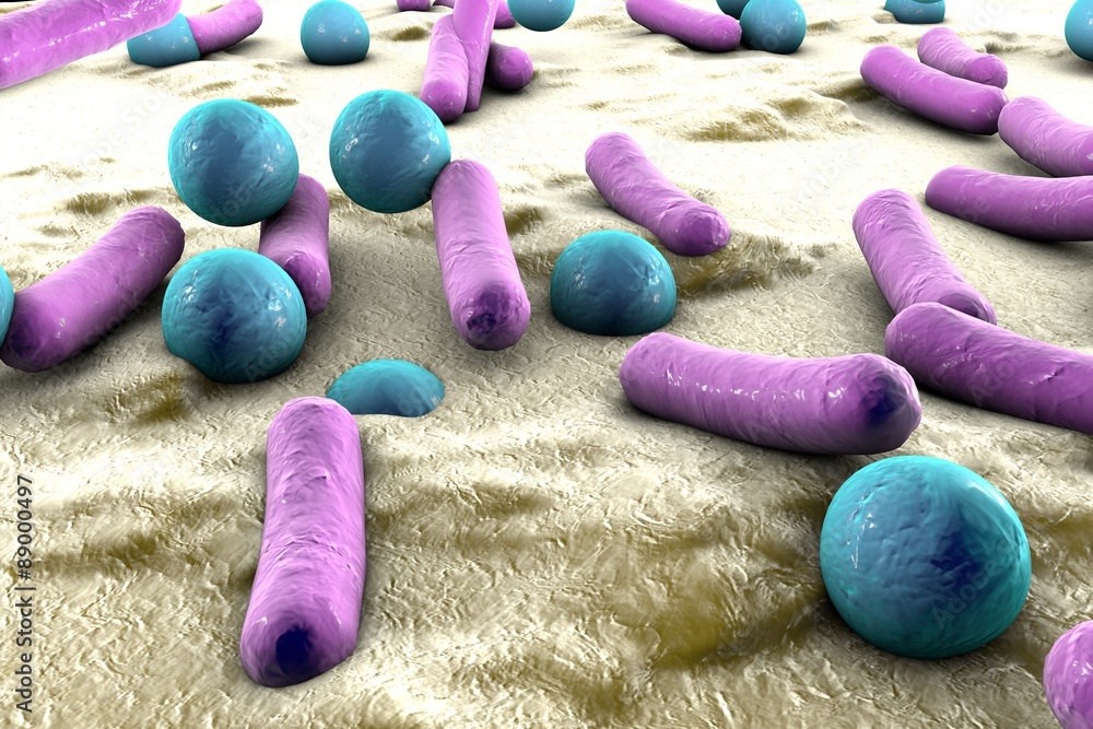 Bacteria on the surface of skin or mucous membrane, model of ...
