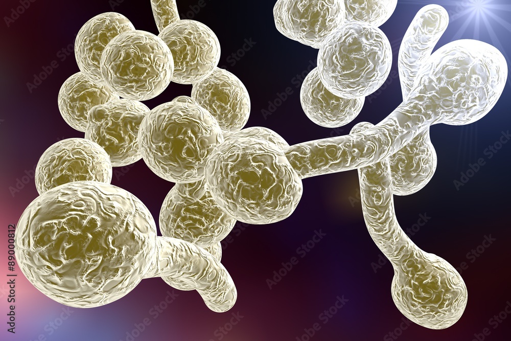 Digital illustration of fungi Candida albicans which cause candidiasis ...