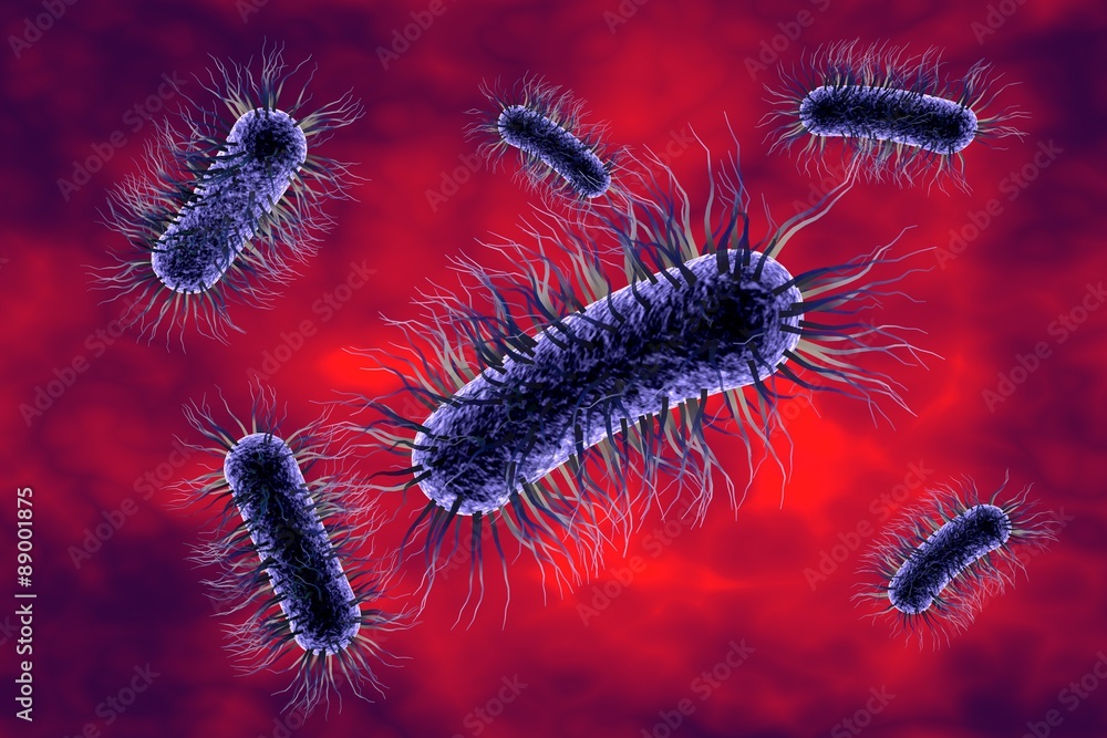 Microscopic view of Escherichia coli, Salmonella, enteric bacteria on ...