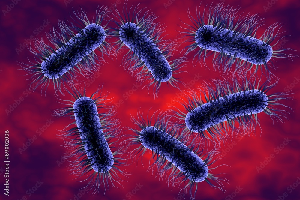 Microscopic view of Escherichia coli, Salmonella, enteric bacteria on ...