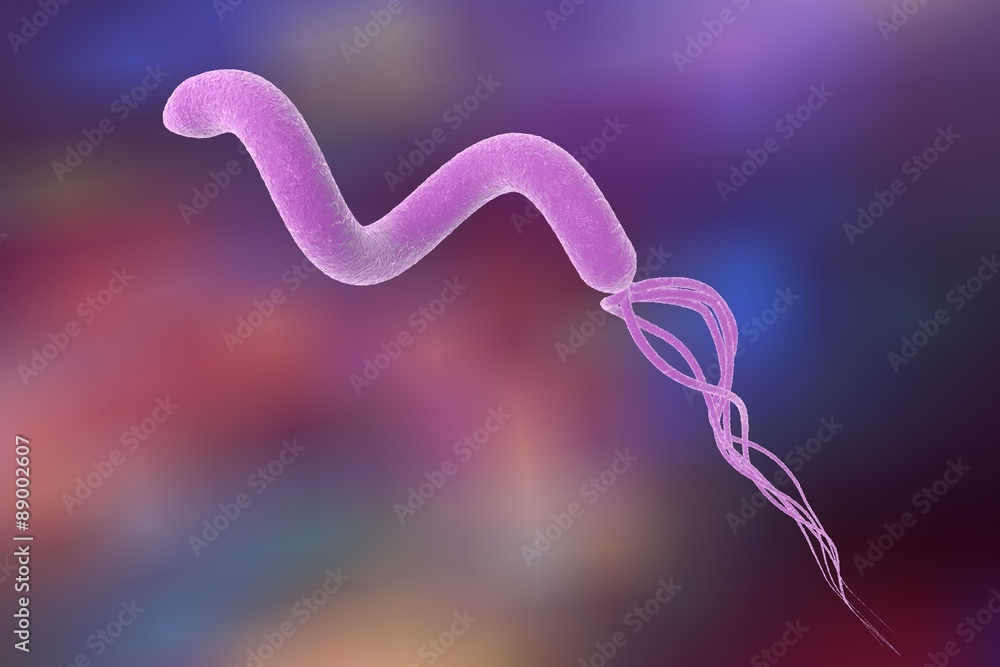 Digital illustration of Helicobacter pylori, bacterium which causes ...