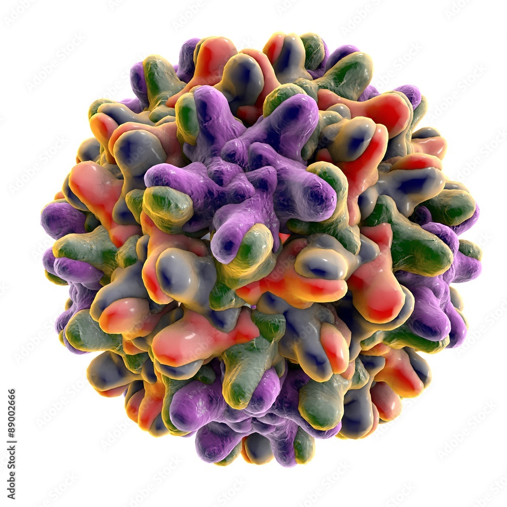 Hepatitis B virus isolated on white background. A model is built using ...