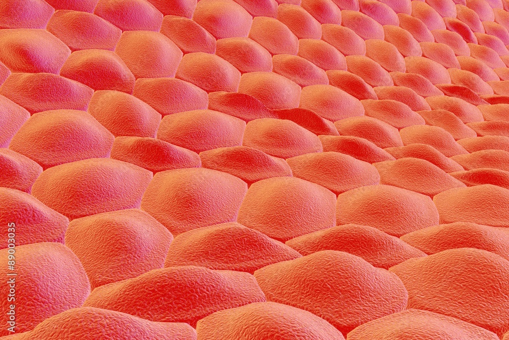 Layer Of Cells Human Skin Cells Epithelial Cells Histology