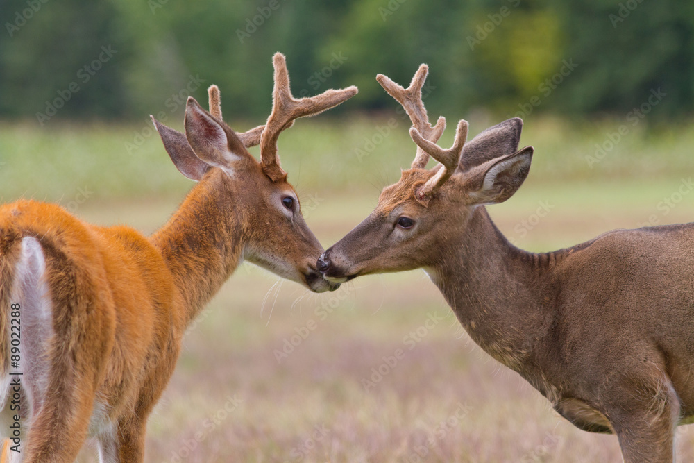Two whitetail deer bucks touching noses in an open field. Stock Photo ...