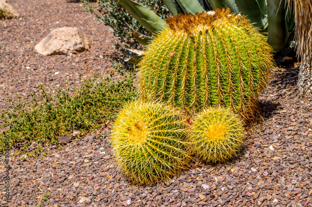 Echinocactus grusonii aka Golden Barrel Cactus in the Arizona Desert ...