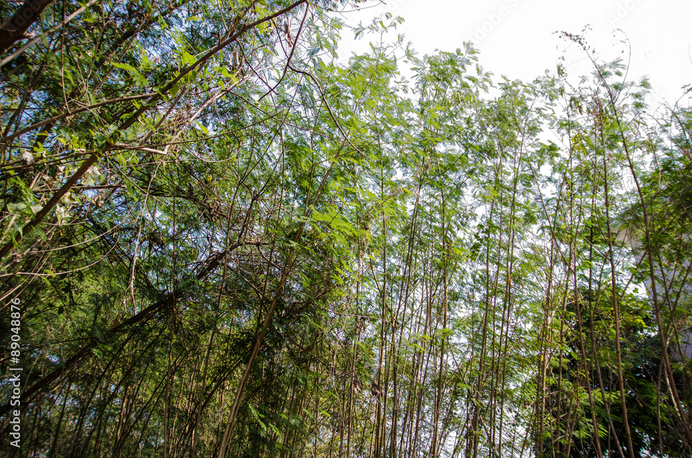 green trees photographed from bellow against the blue sky Stock Photo ...