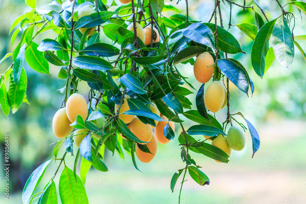 Thai fruit called Mayongchid, Maprang, Marian Plum or Plum Mango Stock ...