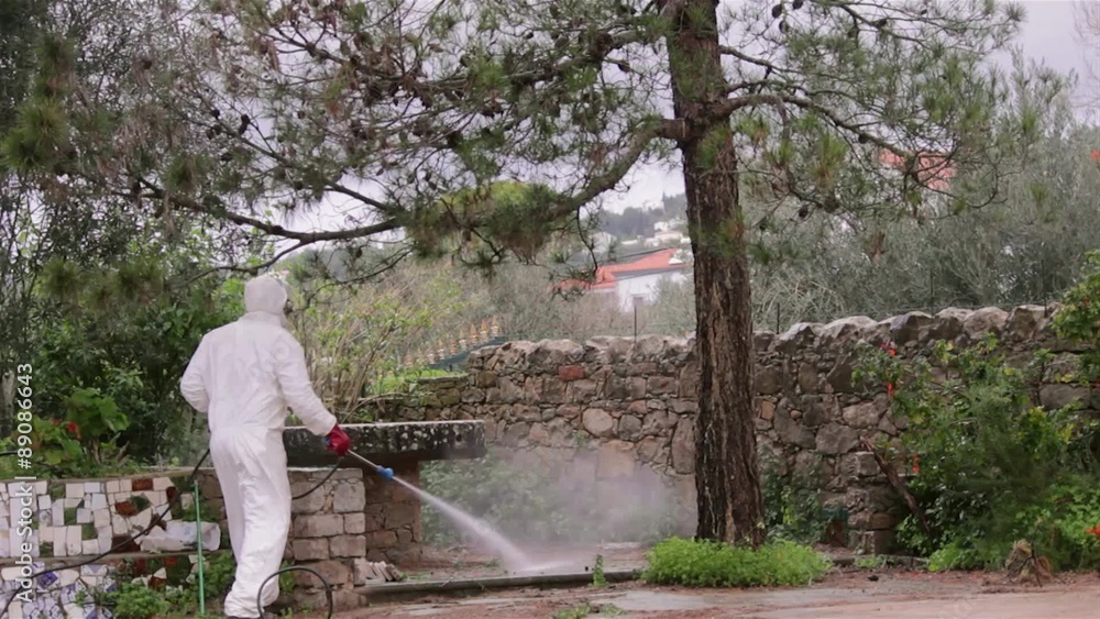 Pest control spraying in Pine tree (species: Pinus pinea) with ...