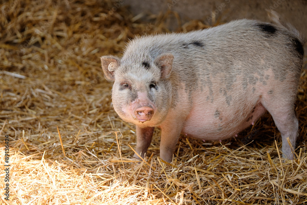 minischwein Stock-Foto | Adobe Stock