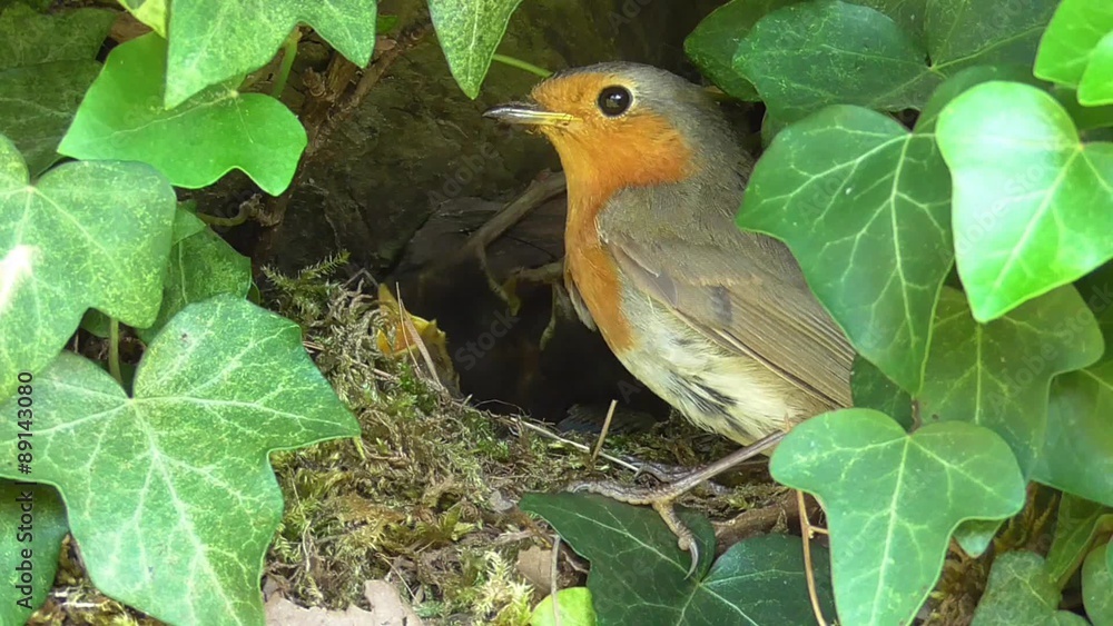 Rotkehlchen, Erithacus rubecula füttert Junge im Nest Stock ビデオ | Adobe ...