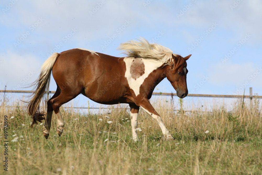 Saut de joie d'une ponette foto de Stock | Adobe Stock