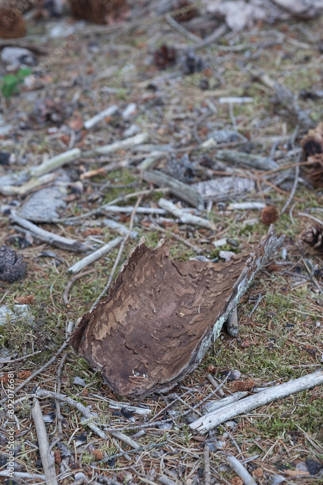 Halbrundes stück Rinde vom baum am Boden Stock Photo | Adobe Stock