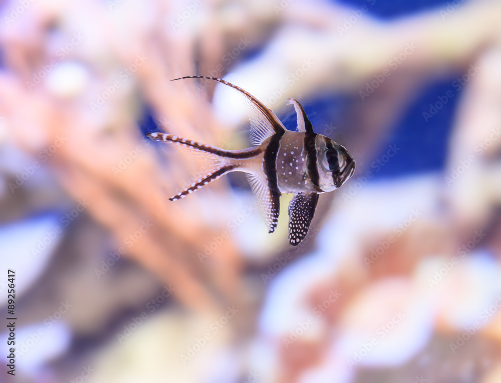 Black And White Tropical Fish