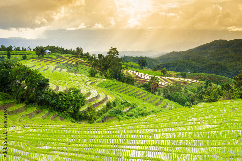 Terraced rice field with sun rays and dramatic sky in Pa Pong Pieng ...
