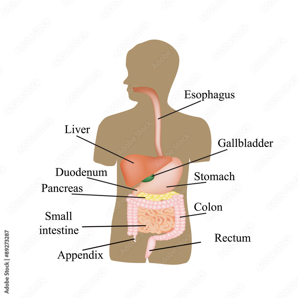 The structure of the gastrointestinal tract. Human anatomy Stock Vector ...