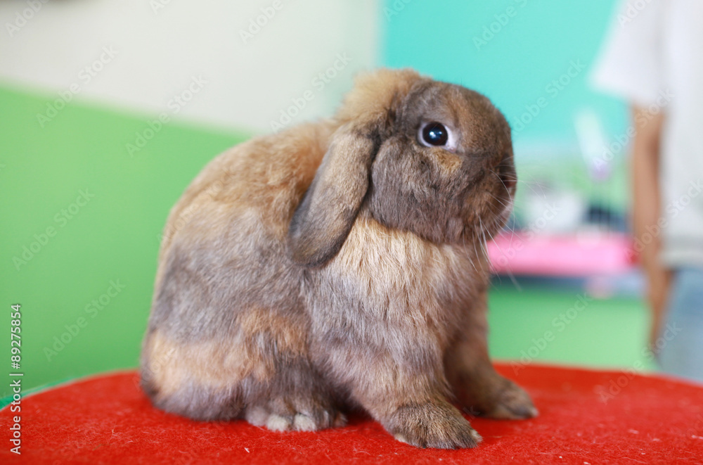 Foto Stock brown holland lop rabbit | Adobe Stock