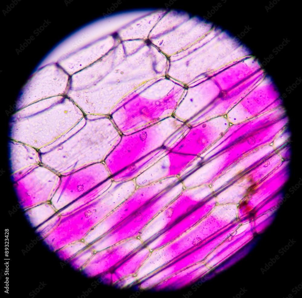 Plant Cell Under Microscope Labeled 40X at Roy Bush blog