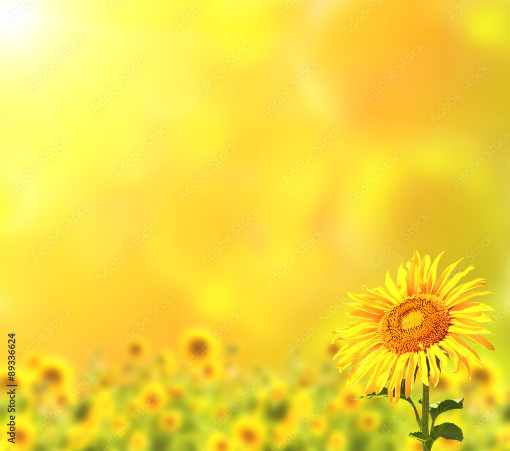 Bright sunflowers on yellow background Stock Photo | Adobe Stock
