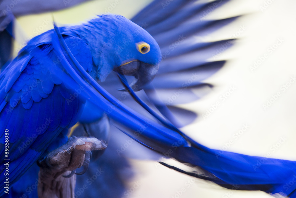 Hyazinthara im Flug Stock-Foto | Adobe Stock