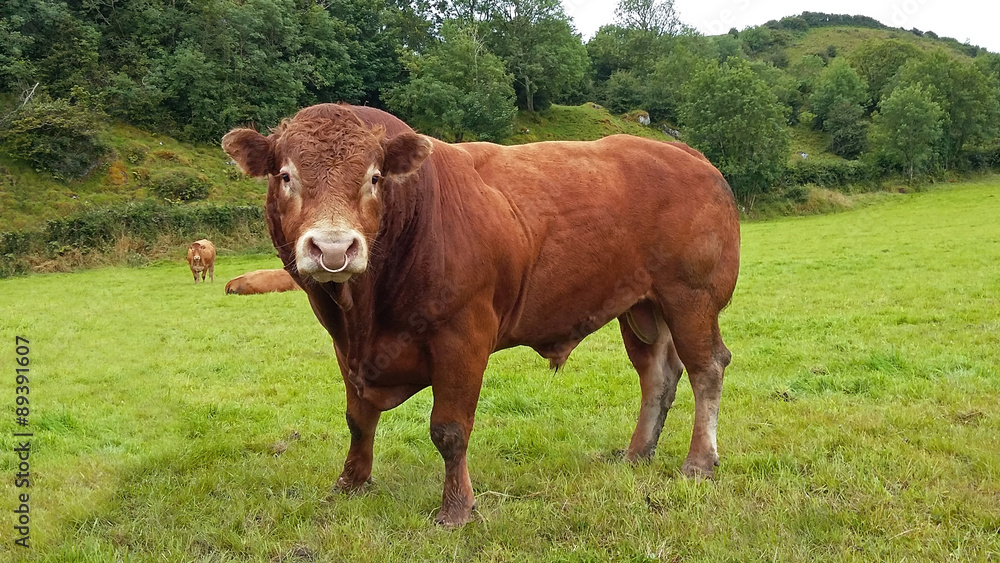 Stier auf der Weide, Irland Stock Photo | Adobe Stock
