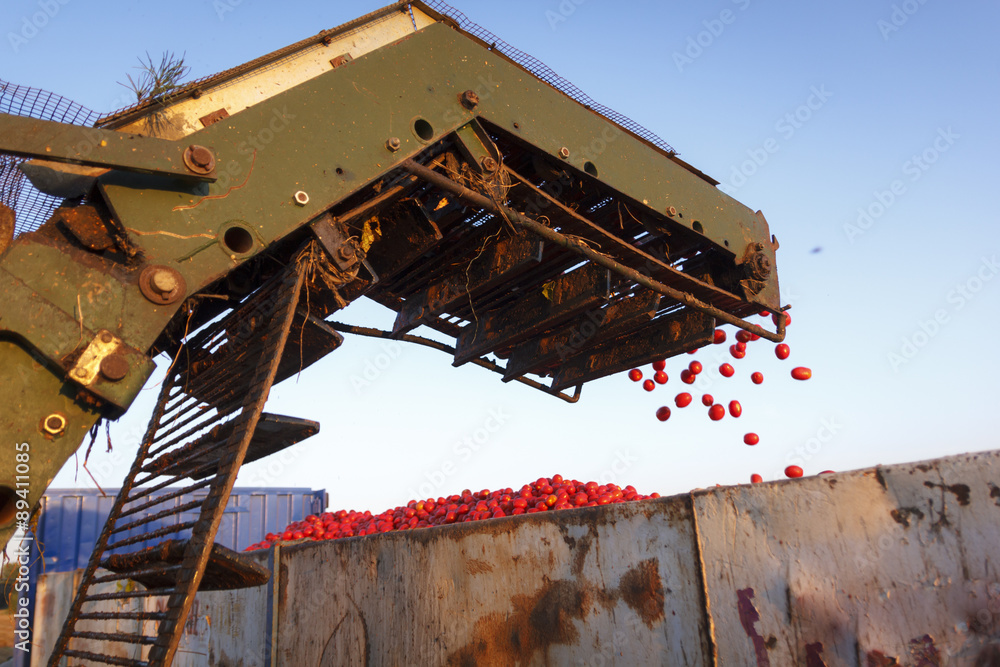 Cosechando tomate. Cosechadora y tractor con remolque recogiendo el ...