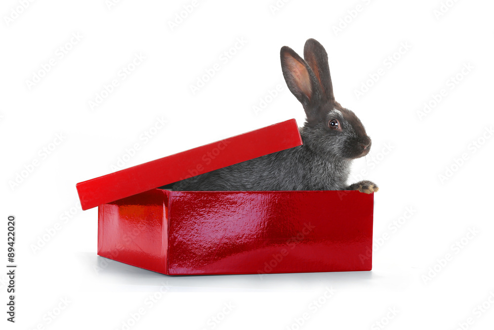 rabbit Stock Photo | Adobe Stock