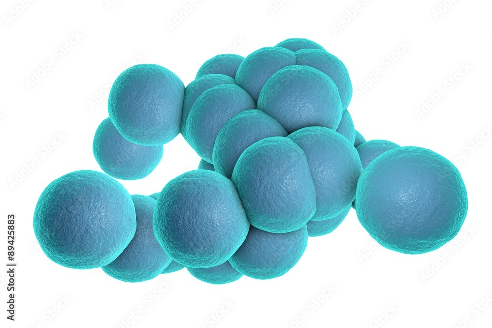 Staphylococcus aureus isolated on white background, pyogenic bacteria ...