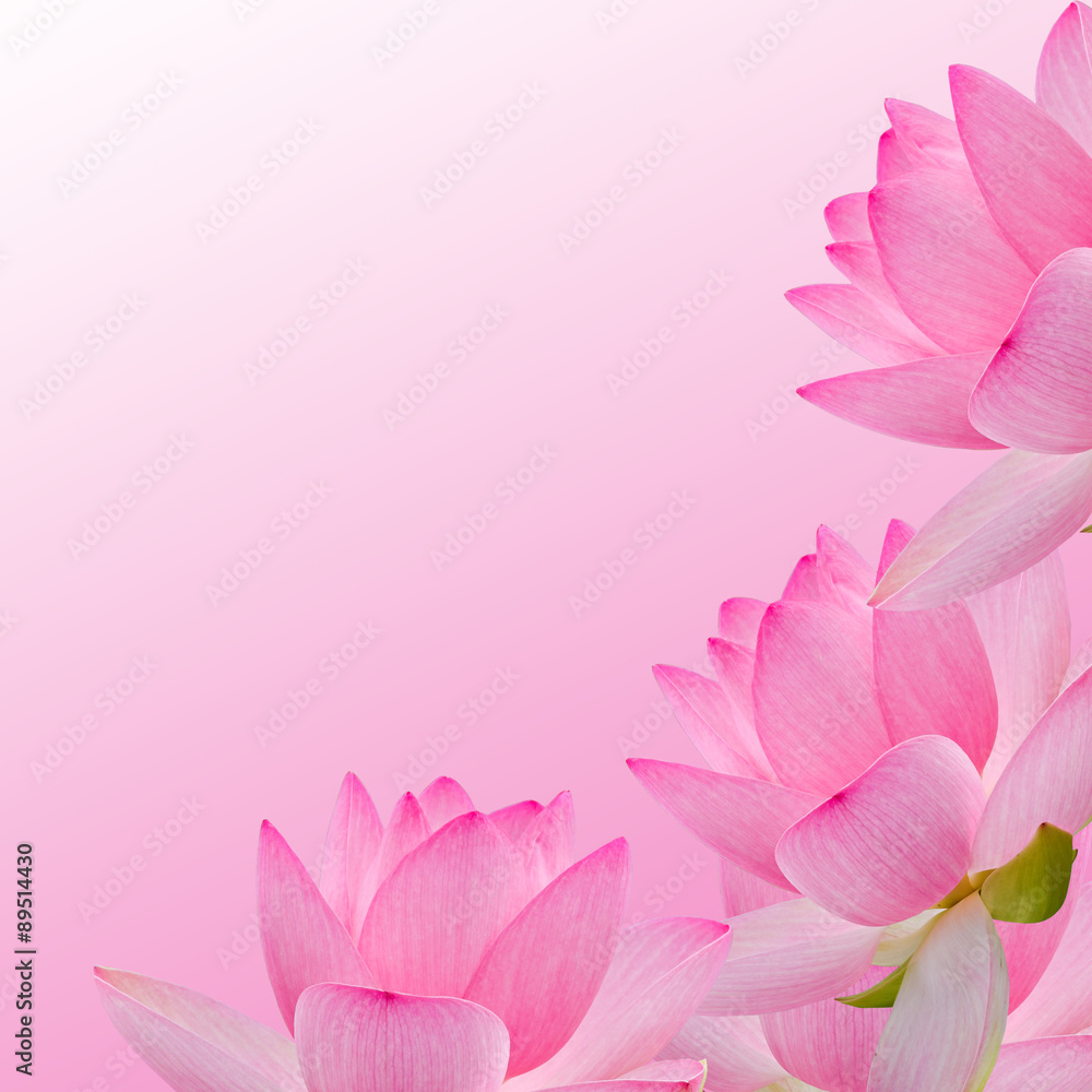 Pink nuphar flowers, water-lily, pond-lily, spatterdock, Nelumbo ...