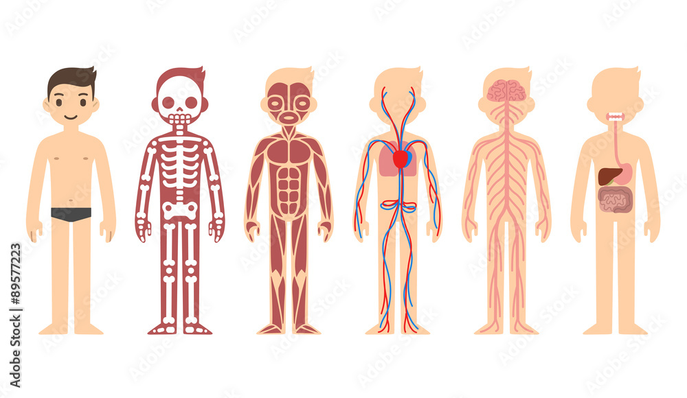 Male Human Organ Systems