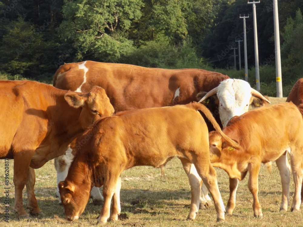 Bull and cows Stock Photo | Adobe Stock