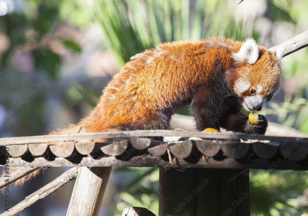Red Panda Eating Fruit