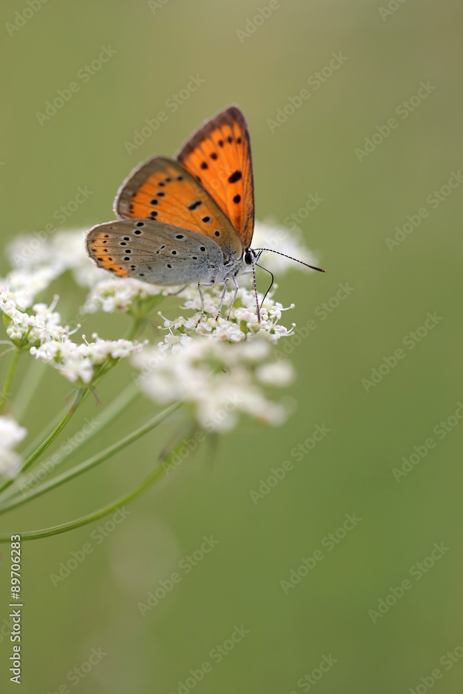Large Copper butterfly Lycaena dispar on Anthriscus sylvestris, known ...