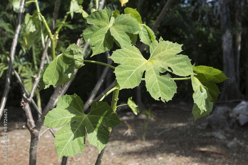 Chaya tree growing in Yucatan jungle Stock Photo | Adobe Stock