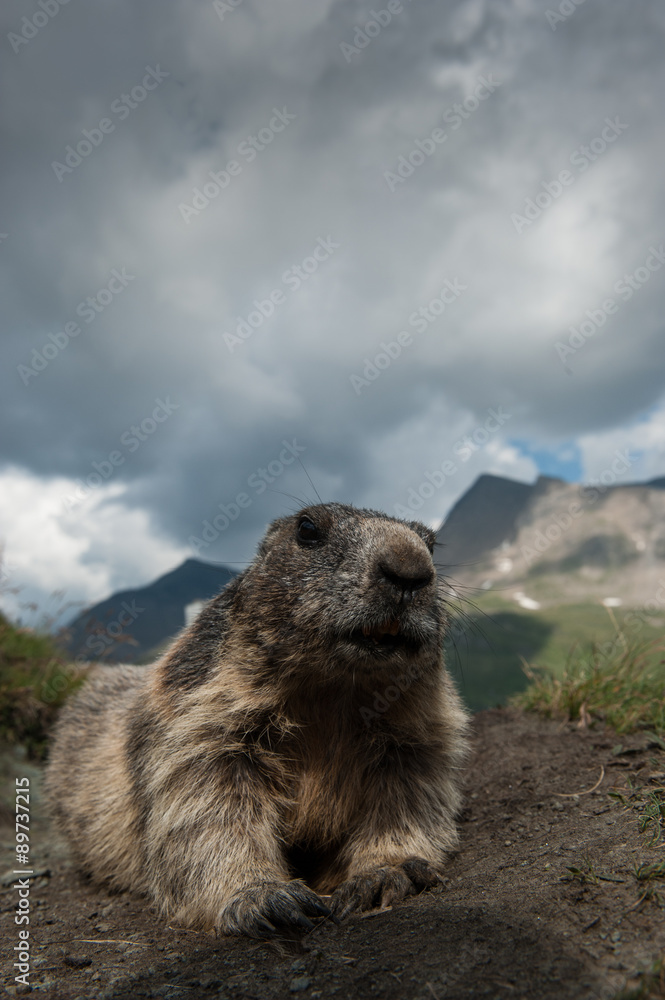 Cauda De Marmota