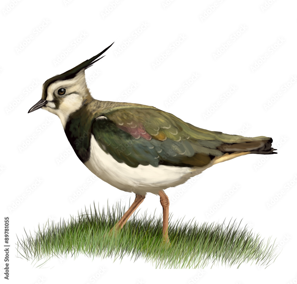 Northern lapwing Stock-Illustration | Adobe Stock