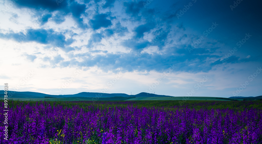Flower Field At Night